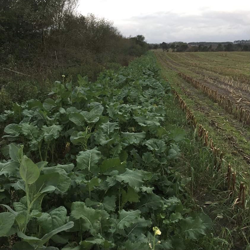 Grass Buster fra Bright Seeds Udsolgt 2022